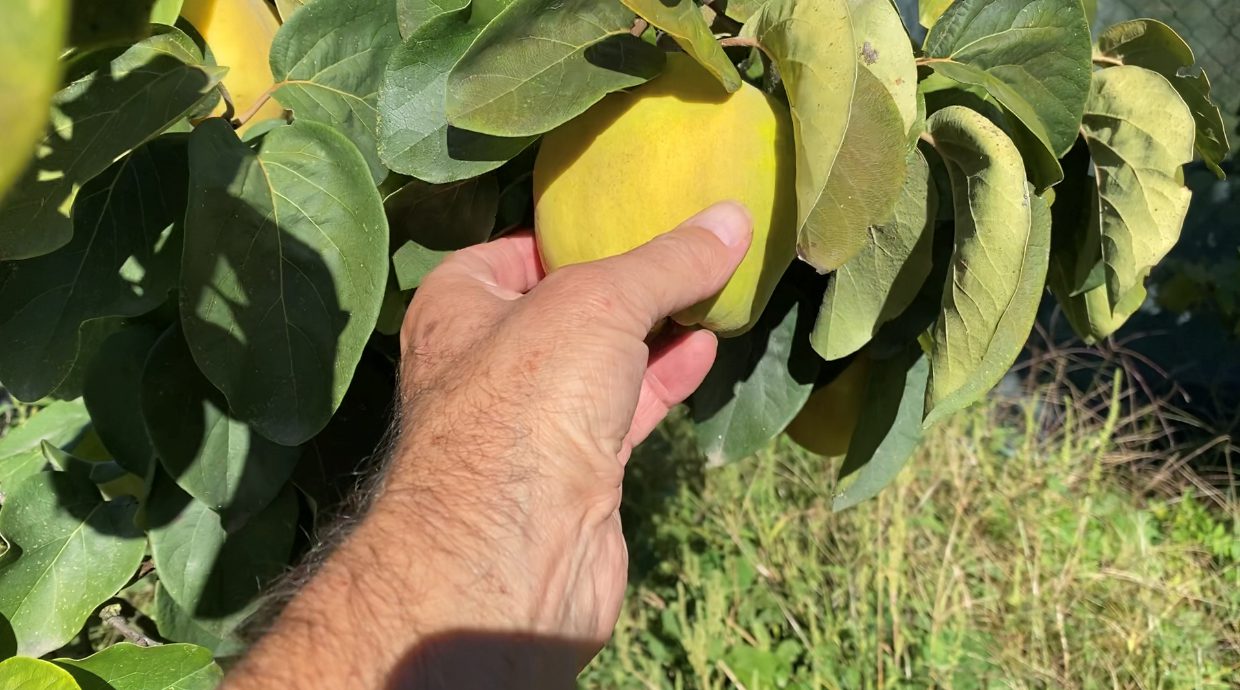 Gamboas ou Marmelos - Grafe e Faca