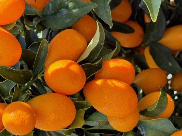 Sandes "magoga" é a mais famosa de Angola